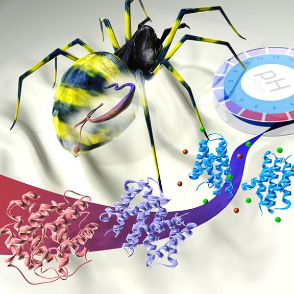 Scientific cover picture illustration services | Biomacromolecules, 10 ...